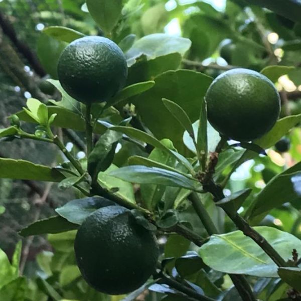 Citrus reticulata | Mandarin orange - Fruit trees - Green Cover Initiative