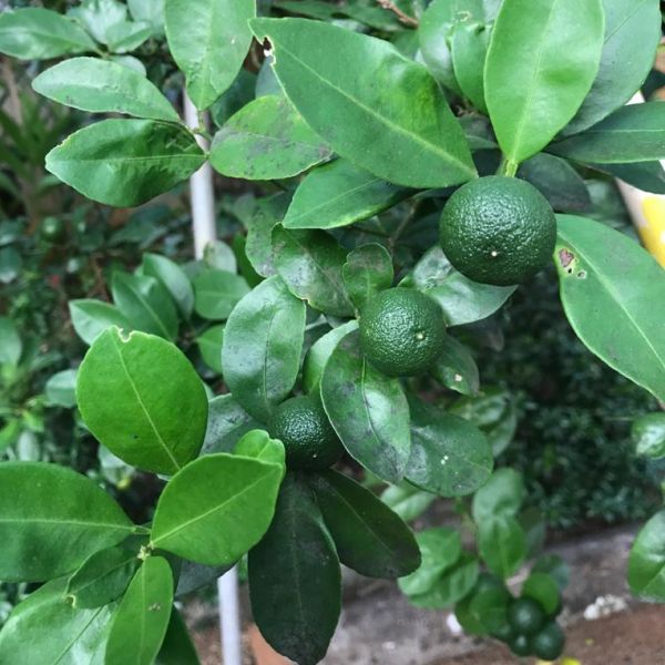 Citrus reticulata | Mandarin orange - Fruit trees - Green Cover Initiative