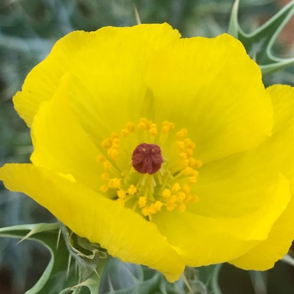 Argemone mexicana: Mexican prickly poppy - Green Cover Initiative