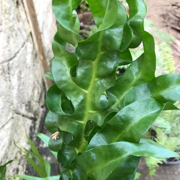 Phymatosorus scolopendria | Monarch fern - Green Cover Initiative