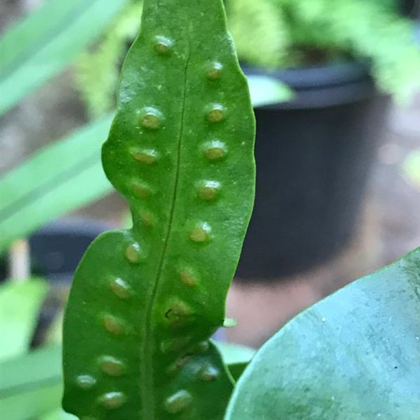Phymatosorus scolopendria | Monarch fern - Green Cover Initiative