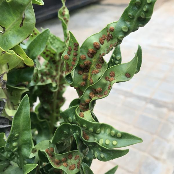 Phymatosorus scolopendria | Monarch fern - Green Cover Initiative