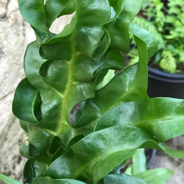 Phymatosorus scolopendria | Monarch fern - Green Cover Initiative