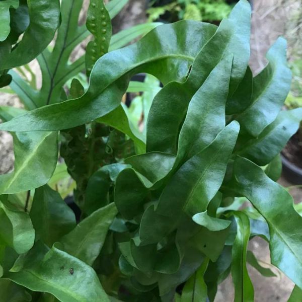 Phymatosorus scolopendria | Monarch fern - Green Cover Initiative