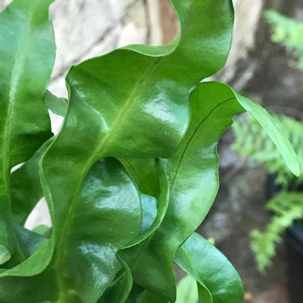 Phymatosorus scolopendria | Monarch fern - Green Cover Initiative