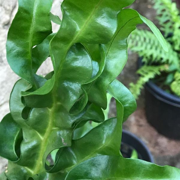 Phymatosorus scolopendria | Monarch fern - Green Cover Initiative