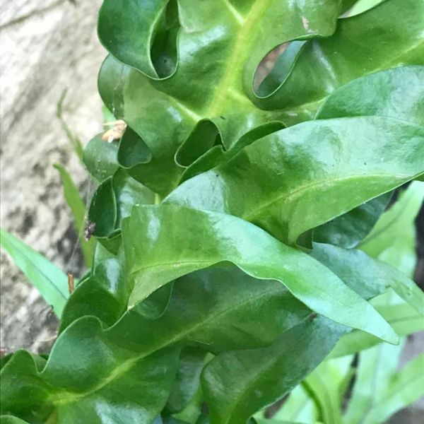 Phymatosorus scolopendria | Monarch fern - Green Cover Initiative