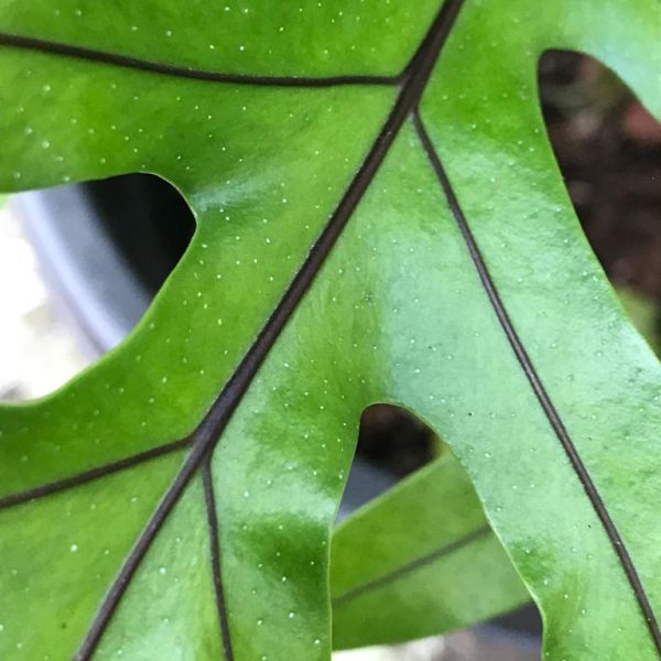 Phymatosorus scolopendria | Monarch fern - Green Cover Initiative