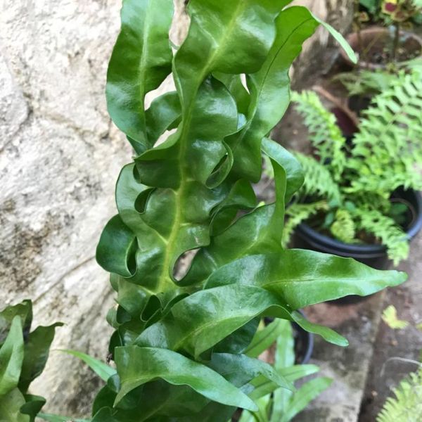 Phymatosorus scolopendria | Monarch fern - Green Cover Initiative