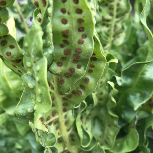 Phymatosorus scolopendria | Monarch fern - Green Cover Initiative
