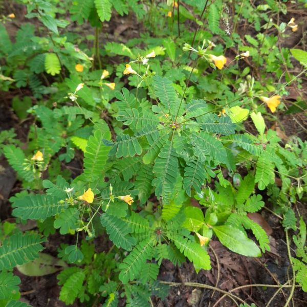 Biophytum sensitivum | Little tree plant | Mukkutti - Green Cover ...