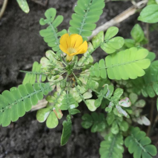 Biophytum sensitivum | Little tree plant | Mukkutti - Green Cover ...