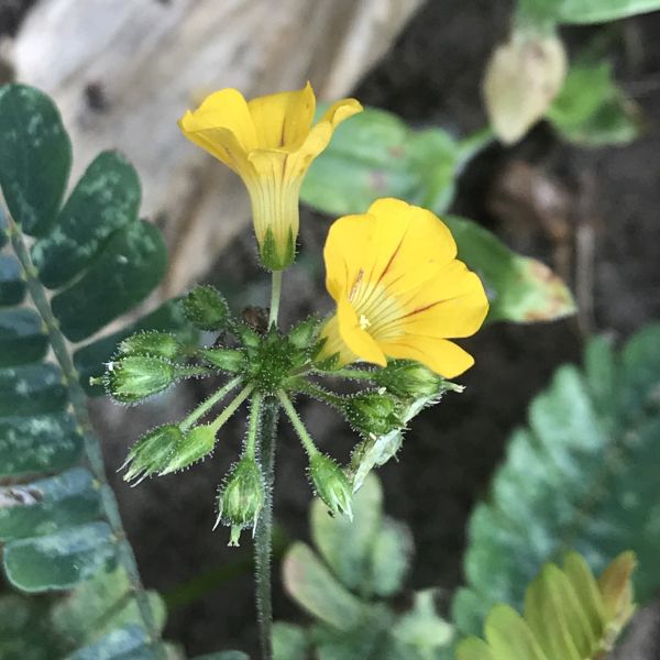 Biophytum sensitivum | Little tree plant | Mukkutti - Green Cover ...