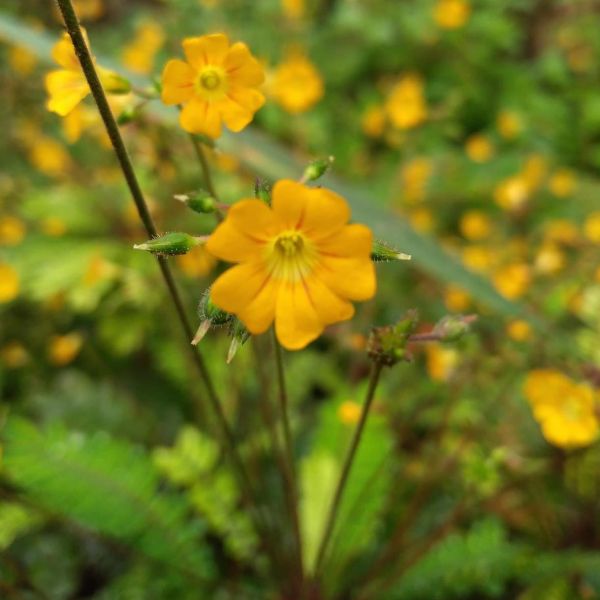 Biophytum sensitivum | Little tree plant | Mukkutti - Green Cover ...