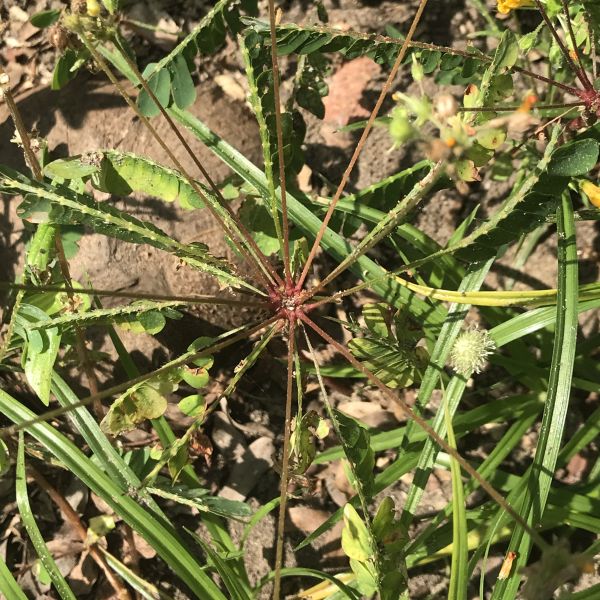 Biophytum sensitivum | Little tree plant | Mukkutti - Green Cover ...
