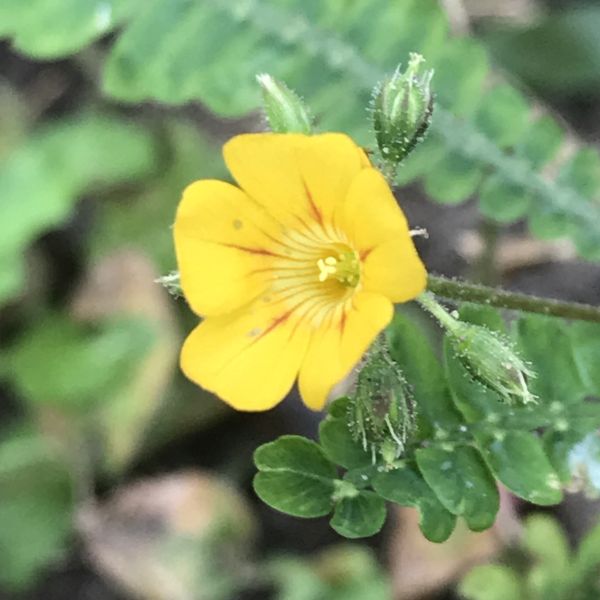 Biophytum sensitivum | Little tree plant | Mukkutti - Green Cover ...