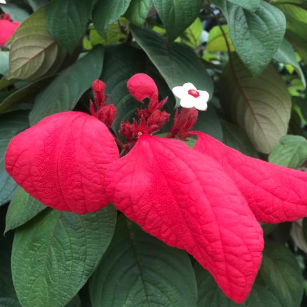 Mussaenda Philippica | Mussaenda - Green Catalog from GCI