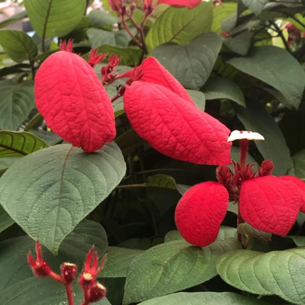 Mussaenda Philippica | Mussaenda - Green Catalog from GCI