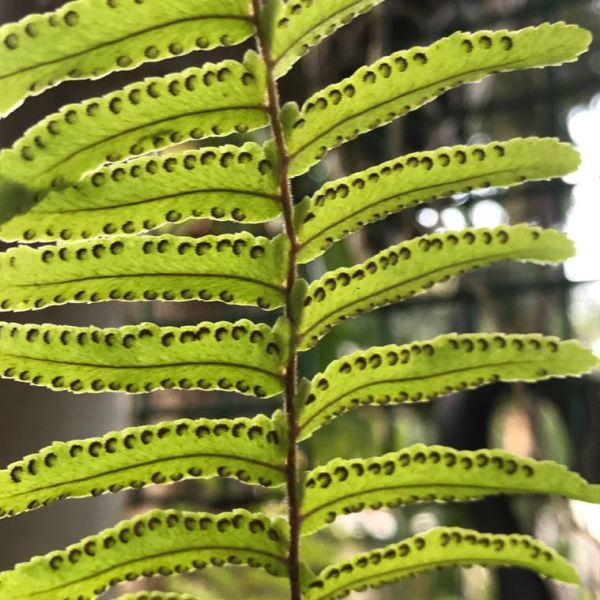 Nephrolepis cordifolia | Fishbone fern - Plant catalog - Green Cover ...