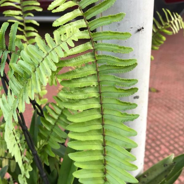 Nephrolepis cordifolia | Fishbone fern - Plant catalog - Green Cover ...
