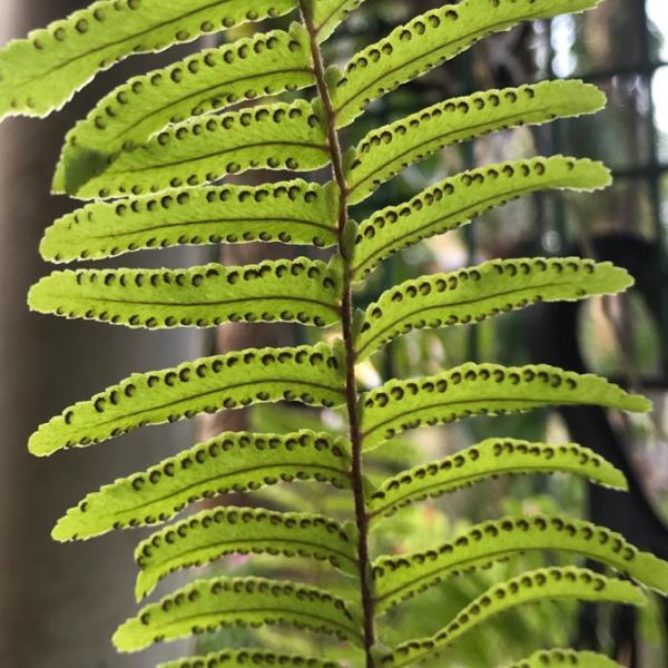 Nephrolepis cordifolia | Fishbone fern - Plant catalog - Green Cover ...