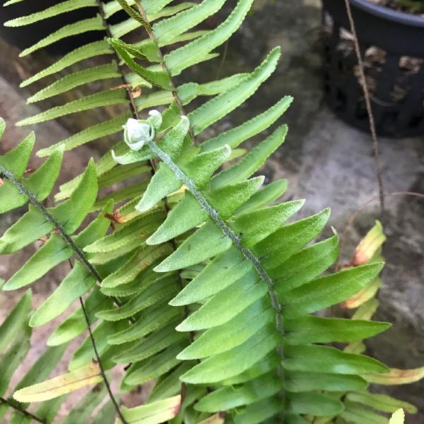 Nephrolepis cordifolia | Fishbone fern - Plant catalog - Green Cover ...