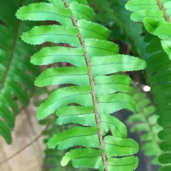 Nephrolepis cordifolia | Fishbone fern - Plant catalog - Green Cover ...