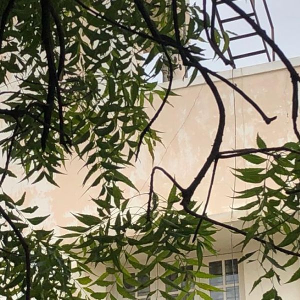 Azadirachta Indica - Neem tree - Green Catalog