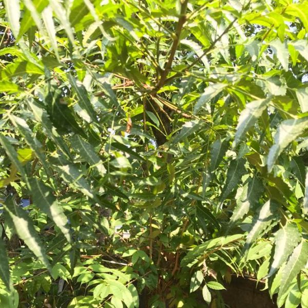 Azadirachta Indica - Neem tree - Green Catalog