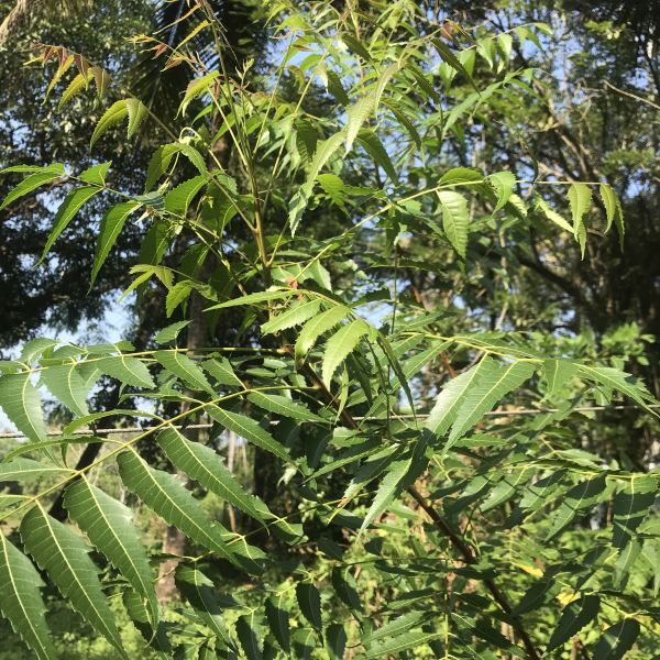 Azadirachta Indica - Neem tree - Green Catalog