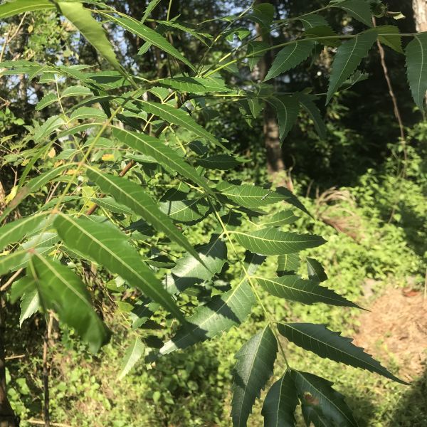 Azadirachta Indica - Neem tree - Green Catalog