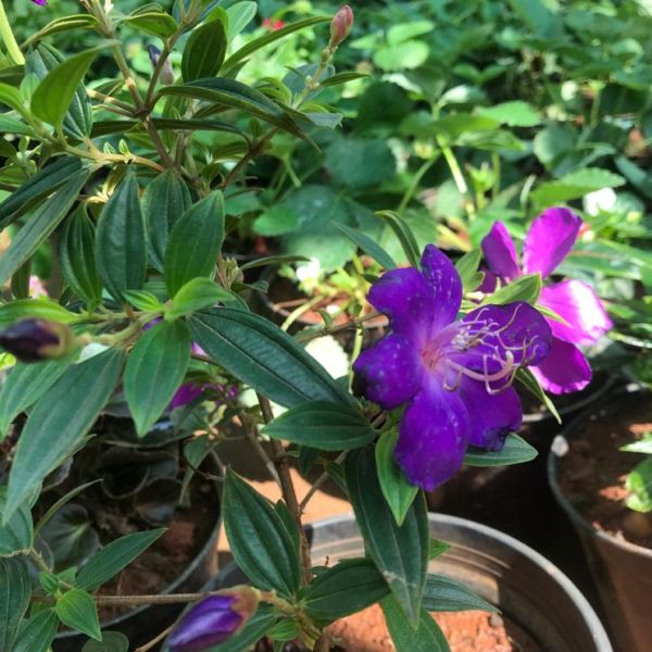 Tibouchina urvilleana | Princess flower | Glory Bush - Plant catalog