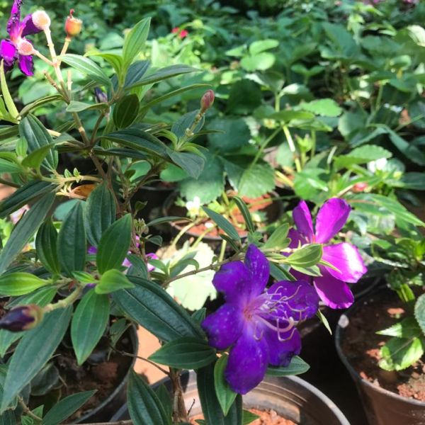 Tibouchina urvilleana | Princess flower | Glory Bush - Plant catalog
