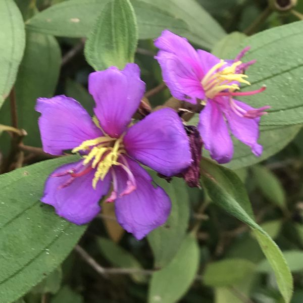 Tibouchina urvilleana | Princess flower | Glory Bush - Plant catalog