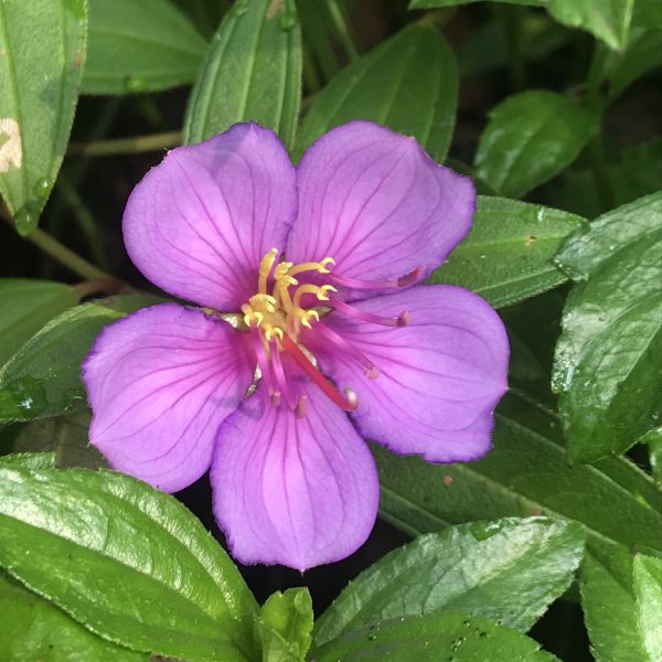 Tibouchina urvilleana | Princess flower | Glory Bush - Plant catalog