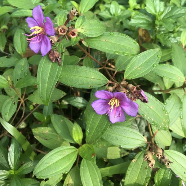 Tibouchina urvilleana | Princess flower | Glory Bush - Plant catalog