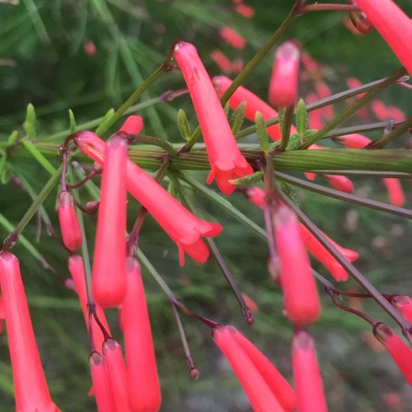 Russelia equisetiformis | Fountain bush - Green Cover Initiative