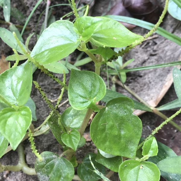 Peperomia pellucida | Shiny bush plant - Green Cover Initiative