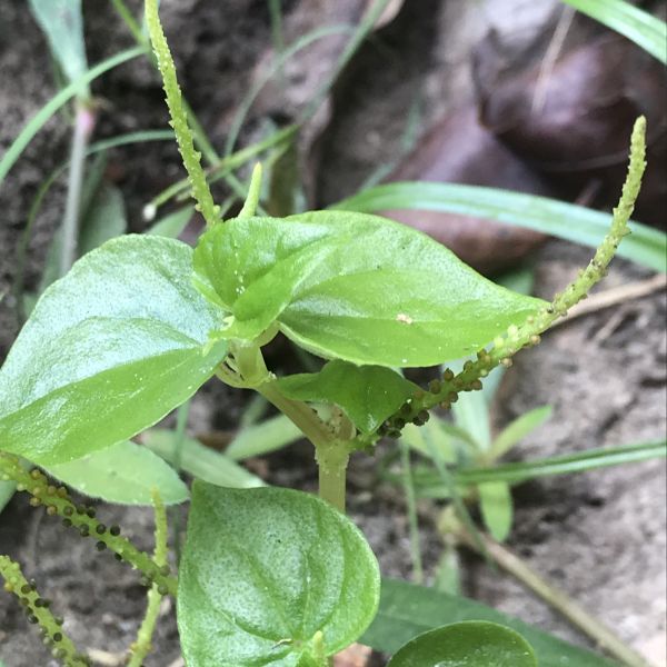 Peperomia pellucida | Shiny bush plant - Green Cover Initiative