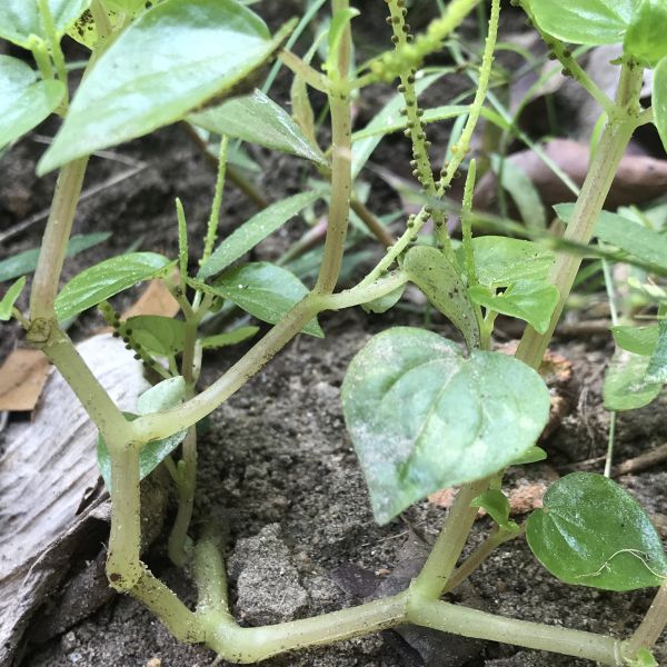 Peperomia pellucida | Shiny bush plant - Green Cover Initiative