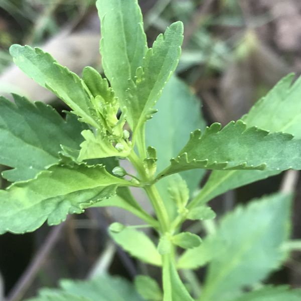 Scoparia dulcis | Sweet broom weed - Wild plants catalog from GCI