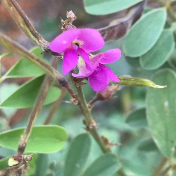 Indigofera tinctoria | True indigo plant - Herbs - Green Cover Initiative