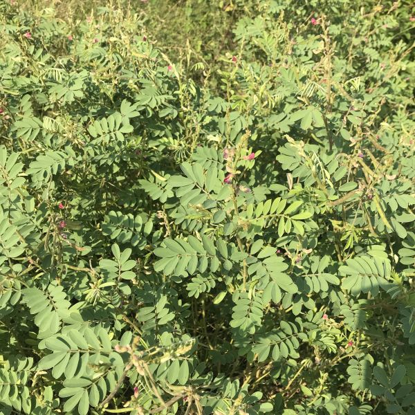 Indigofera tinctoria | True indigo plant - Herbs - Green Cover Initiative