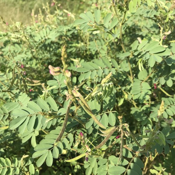 Indigofera tinctoria | True indigo plant - Herbs - Green Cover Initiative