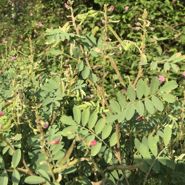 Indigofera tinctoria | True indigo plant - Herbs - Green Cover Initiative