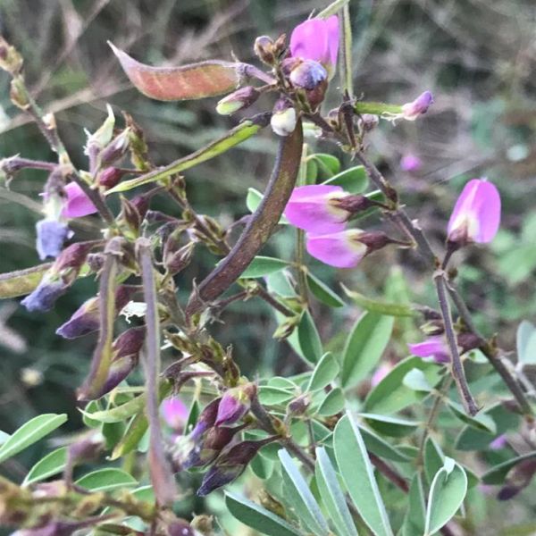Indigofera tinctoria | True indigo plant - Herbs - Green Cover Initiative