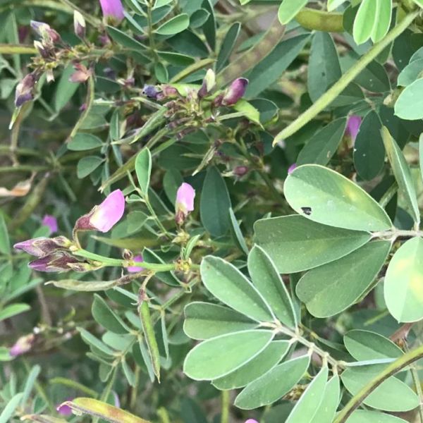 Indigofera tinctoria | True indigo plant - Herbs - Green Cover Initiative
