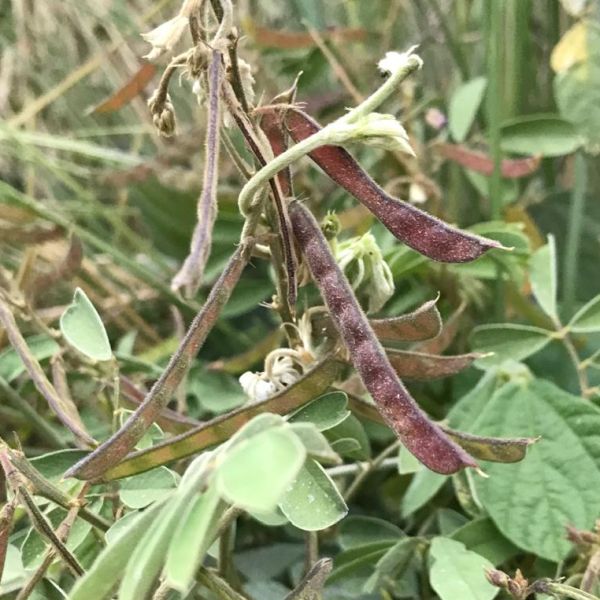 Indigofera tinctoria | True indigo plant - Herbs - Green Cover Initiative