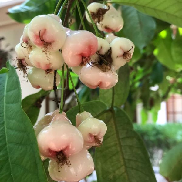Syzygium samarangense | Wax apple | Java apple - Green Cover Initiative
