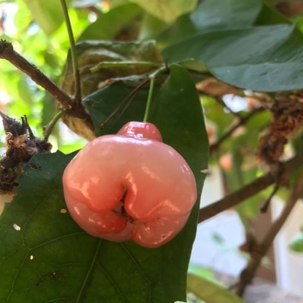 Syzygium samarangense | Wax apple | Java apple - Green Cover Initiative